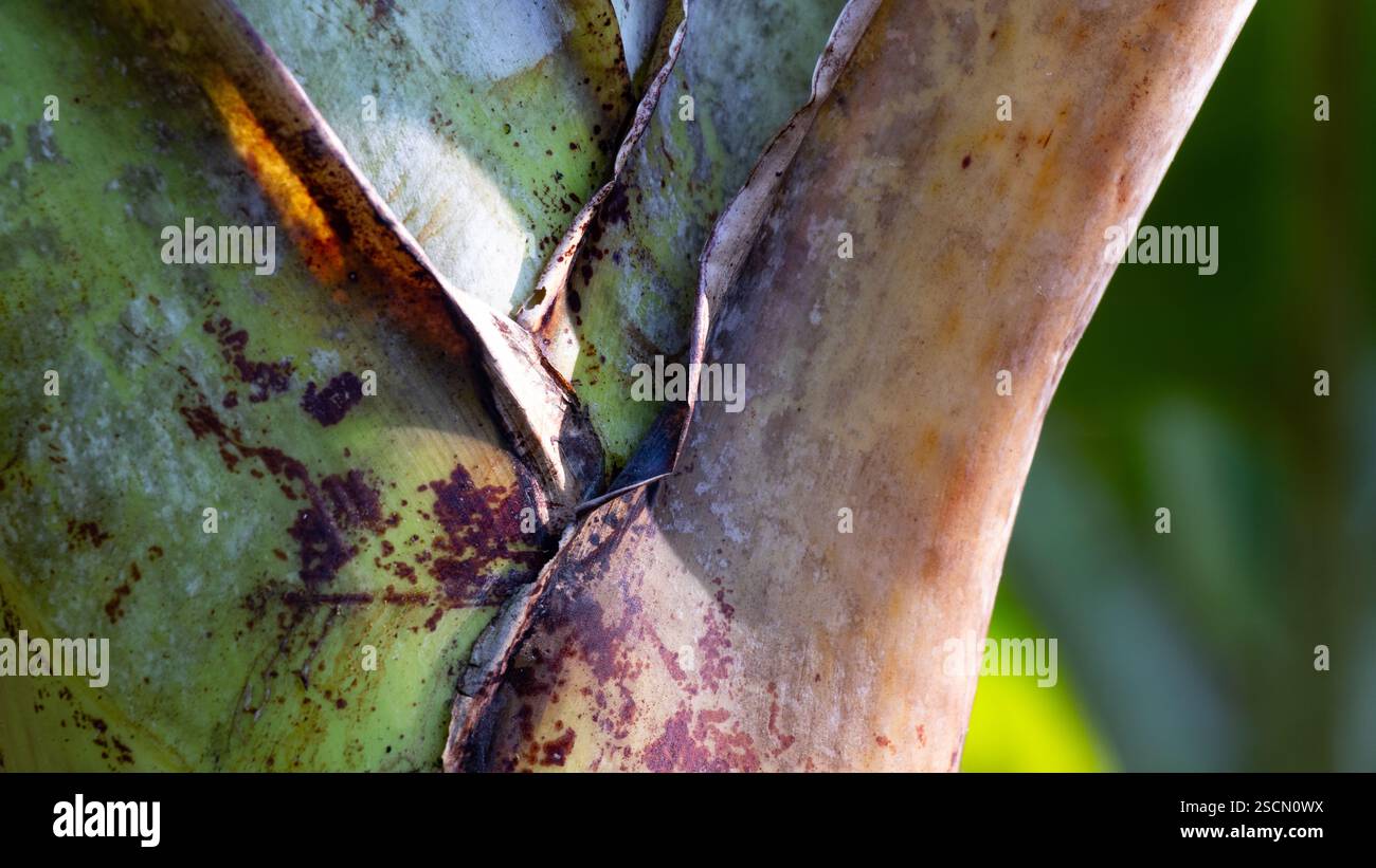 Banana plant is a gigantic herb that springs from an underground stem ...