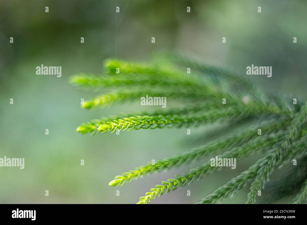 Botanical name Araucaria heterophylla. A very fine ornamental tree that ...