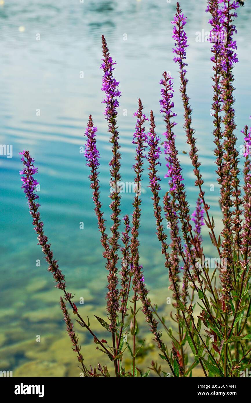 Free-growing lavender by a lake Stock Photo - Alamy