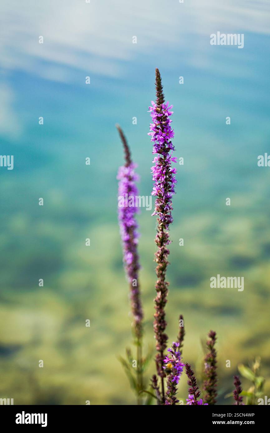 Free-growing lavender by a lake Stock Photo - Alamy