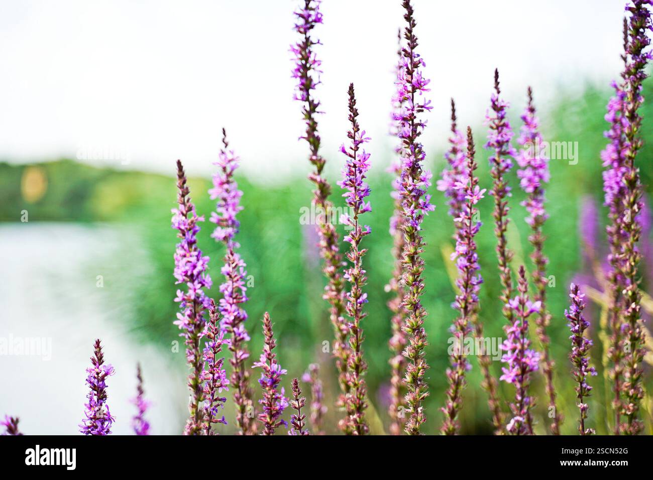 Free-growing lavender by a lake Stock Photo - Alamy