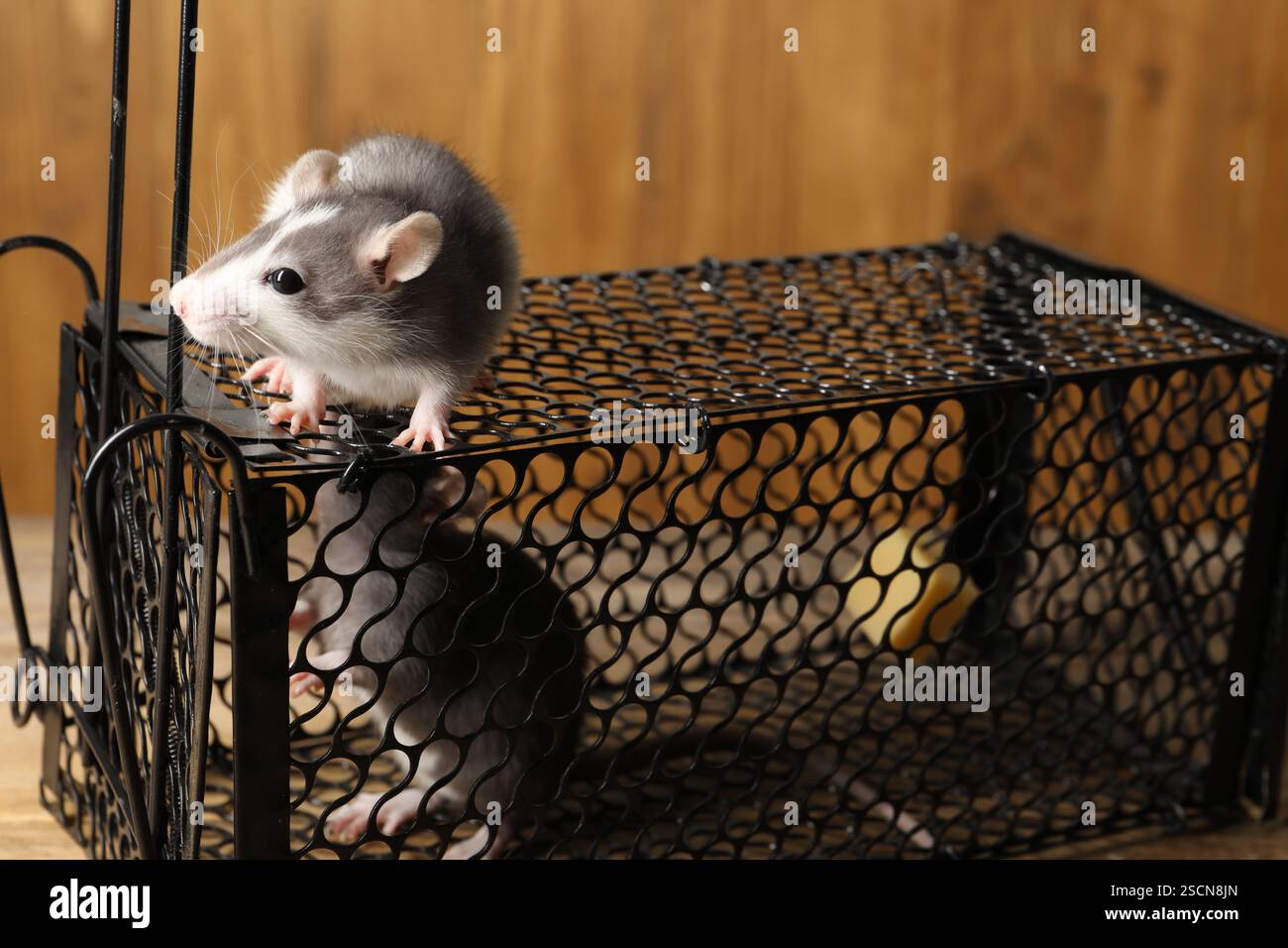 Metal mouse trap and rats on table, closeup Stock Photo - Alamy