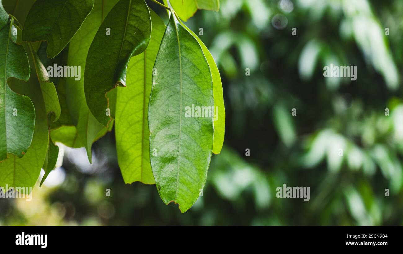 Dark green, glossy, evergreen .This attractive fruit tree has ...