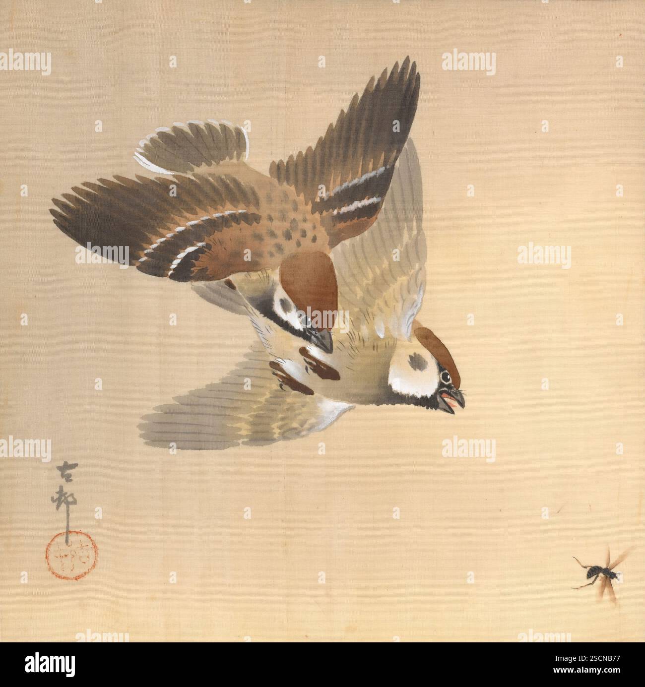 Sparrows Chasing Flying Insects, about 1925 Stock Photo - Alamy
