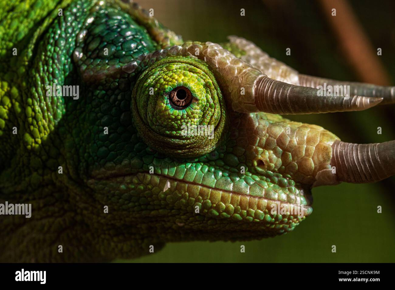 Close up Portrait Detail of a Male Jackson’s Chameleon (Trioceros ...