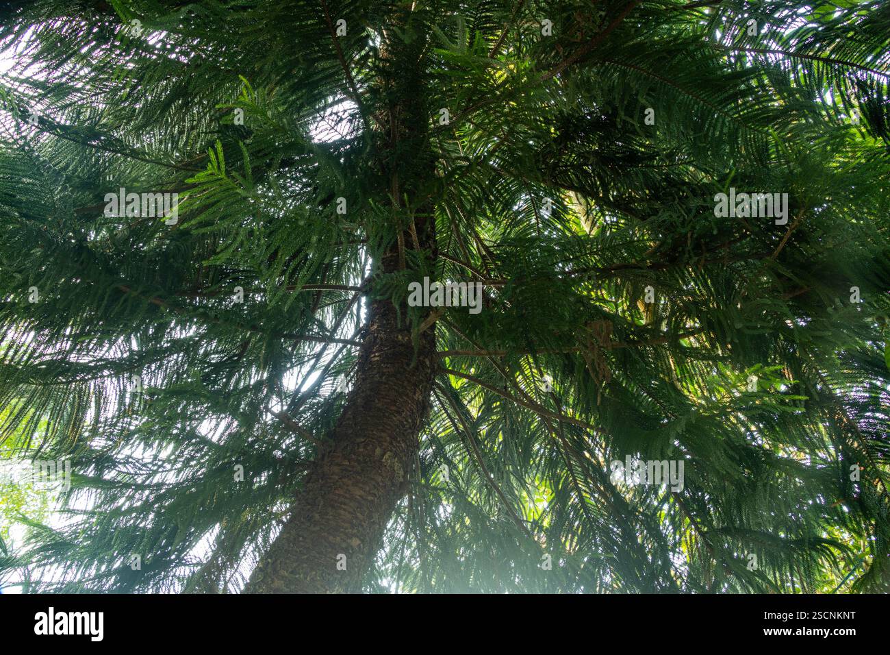 Nature the Norfolk Island pine can grow to a height of 60 metres 200 ...