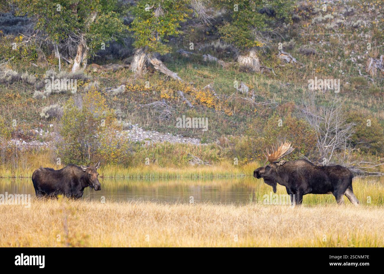 Bull and Cow Moose rutting in Autumn in Grand Teton National Park ...