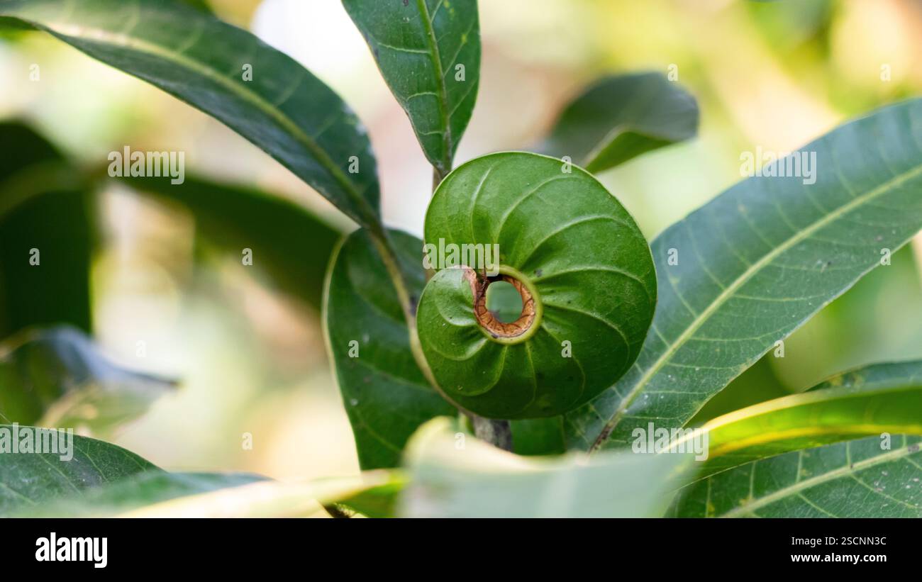 Of six species of flowering plants in the family Bignoniaceae, native ...