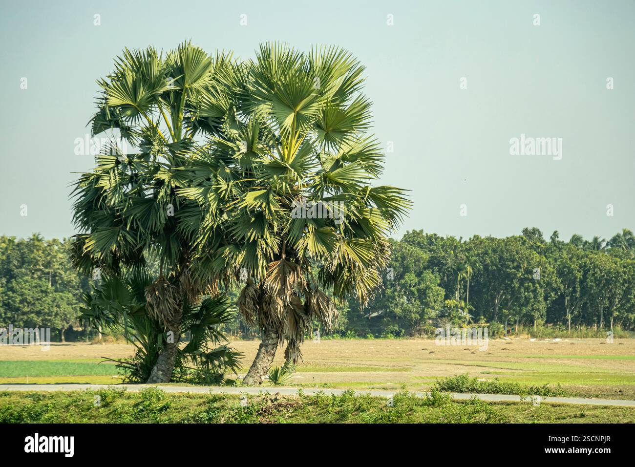 Palm sap is collected from palm trees. Palm trees are often planted ...