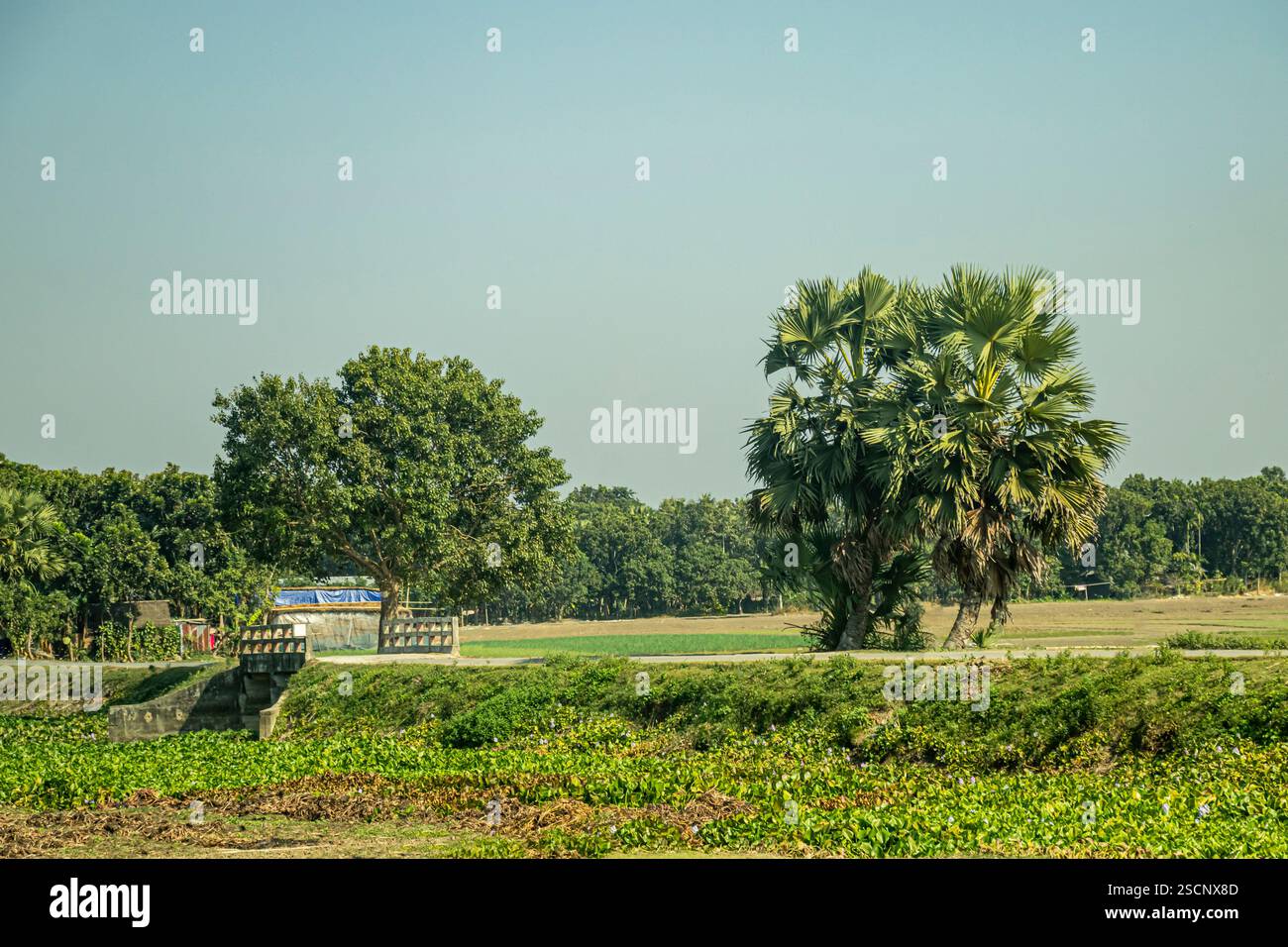 Palm sap is collected from palm trees.Palm Trees are flowering plants ...
