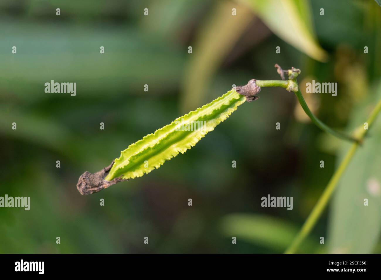 The beans have four ruffled-edged wings.A tropical legume plant native ...
