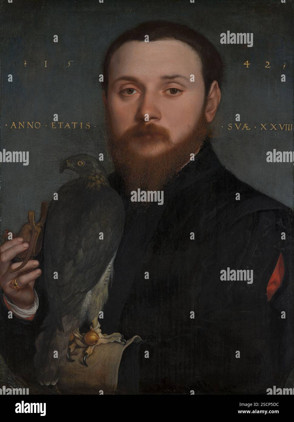 Portrait of a Nobleman with a hawk Stock Photo - Alamy