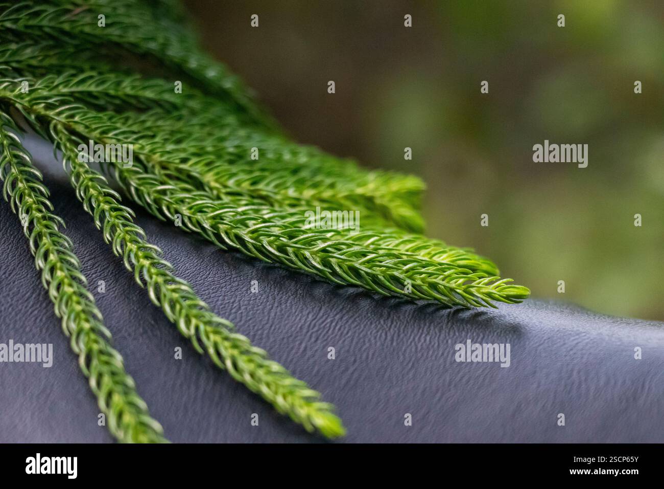 The leaves on the trunk are soft to the touch and delicately tender ...