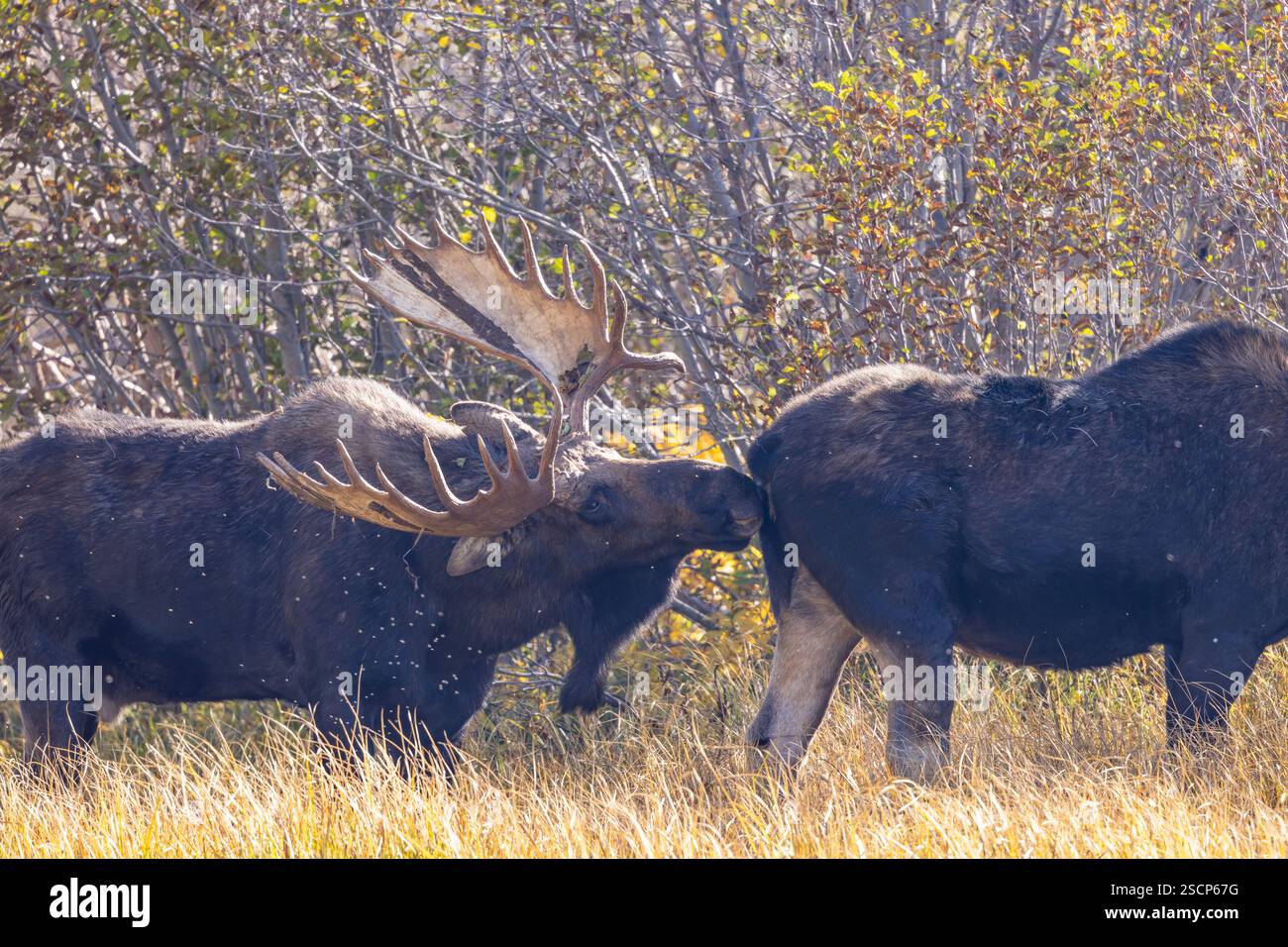 Bull and Cow Moose rutting in Autumn in Grand Teton National Park ...