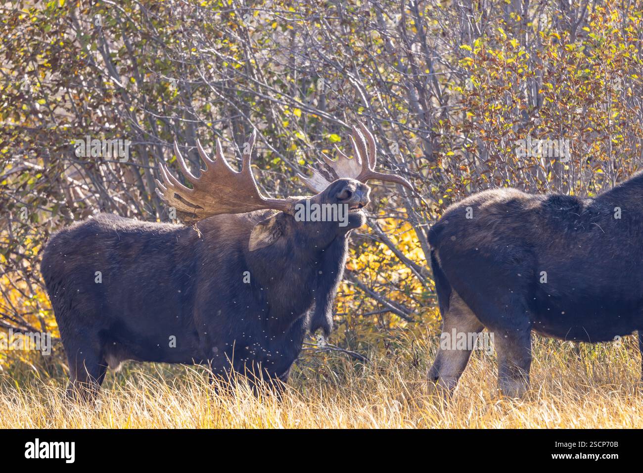 Bull and Cow Moose rutting in Autumn in Grand Teton National Park ...