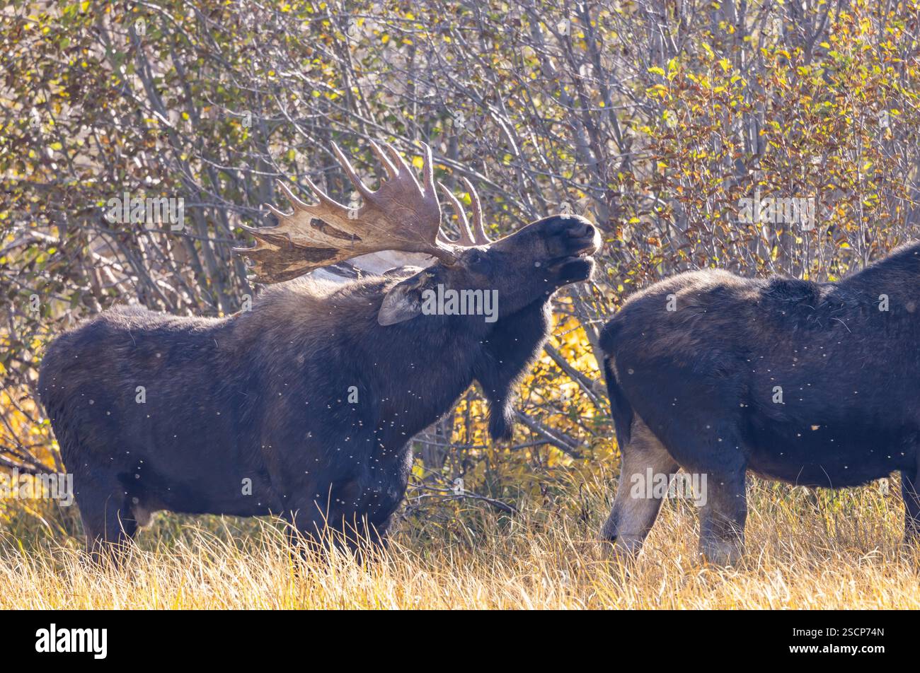Bull and Cow Moose rutting in Autumn in Grand Teton National Park ...