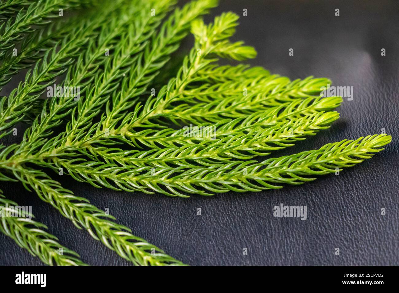 The leaves on the trunk are soft to the touch and delicately tender ...