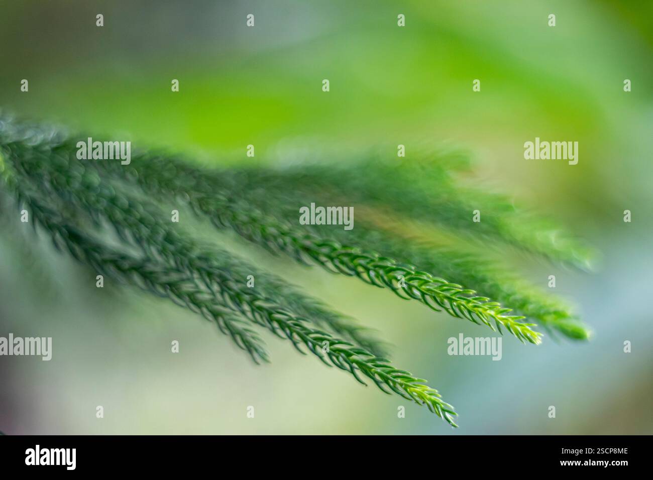 The leaves on the trunk are soft to the touch and delicately tender.A ...