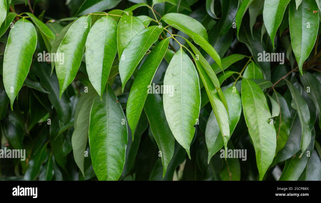This attractive fruit tree has particularly handsome.leaves, five to ...
