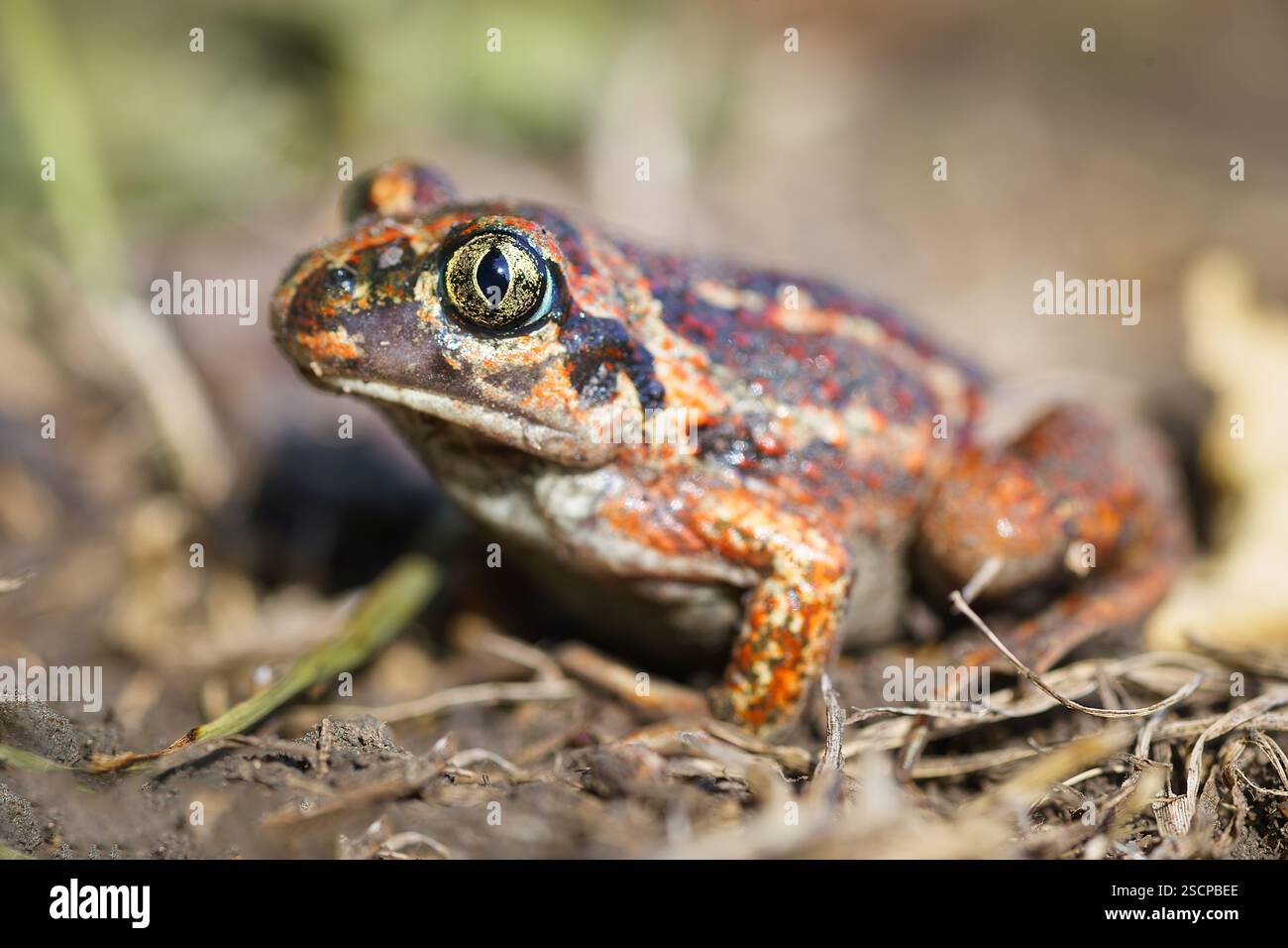ed toad (Bufo bufo) sits on a green leaf in forest during mating seaso ...