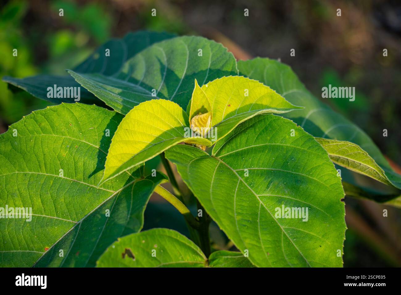This is clerodendrum infortunatum Hill Glory, glory bower or bhaat ...