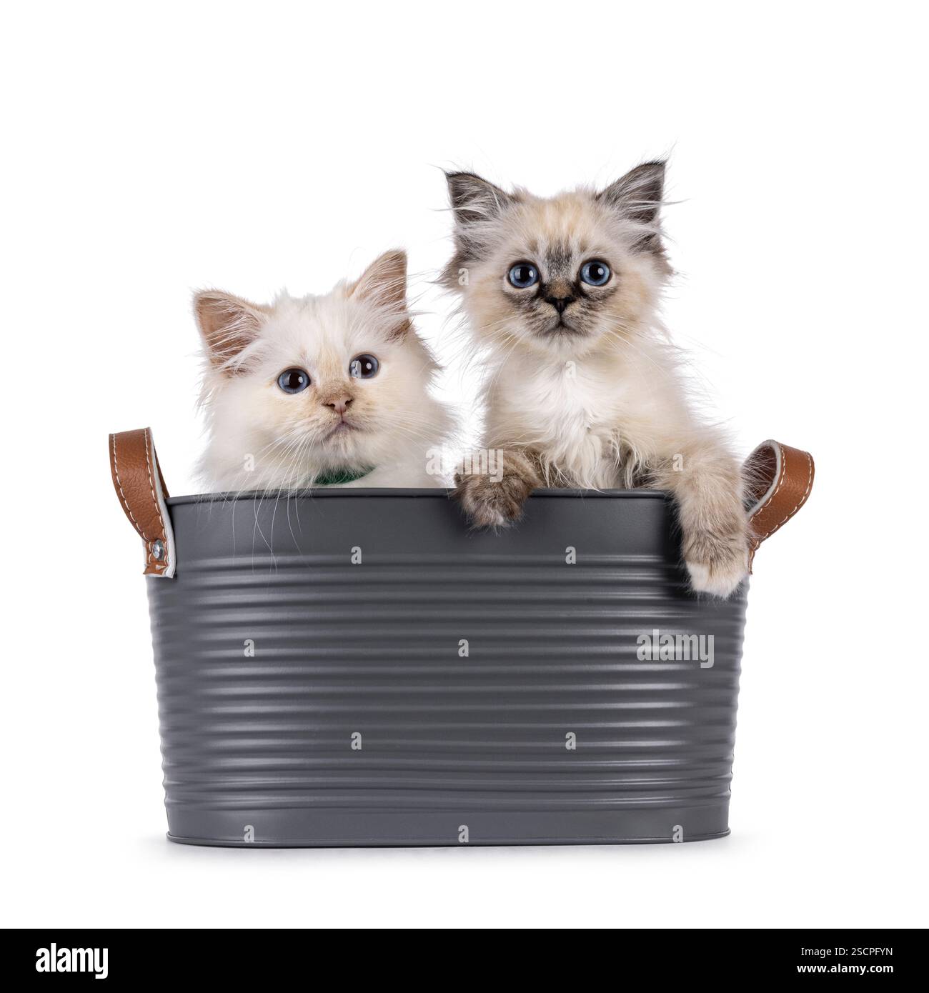 Cute duo Sacred Birman cat kittens, sitting together in gray metal tub ...