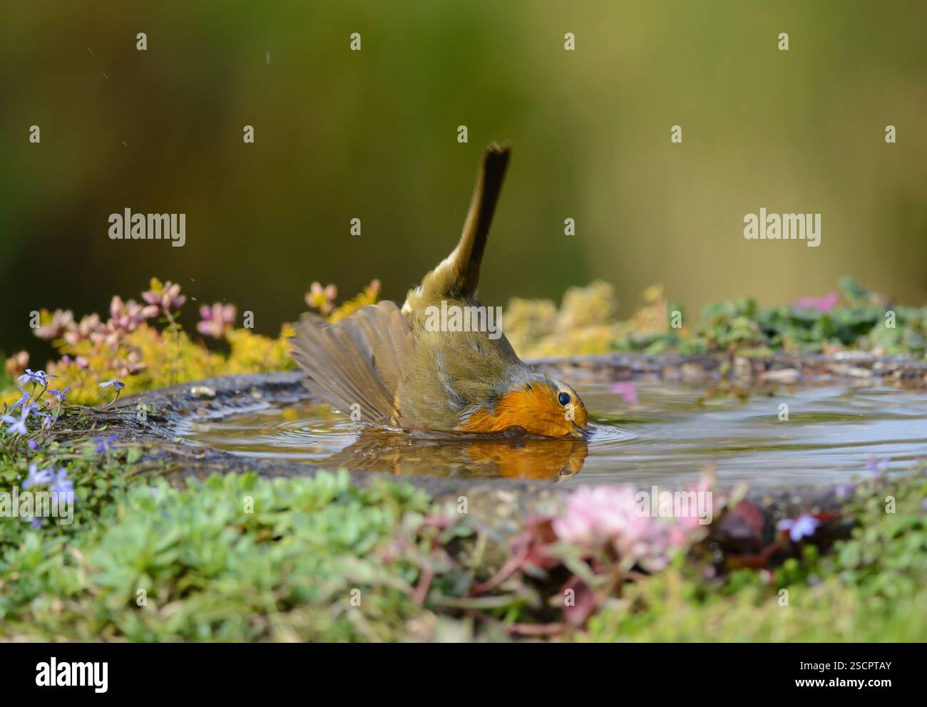 European robin Erithacus rubecula, bathing in garden bird bath, County ...