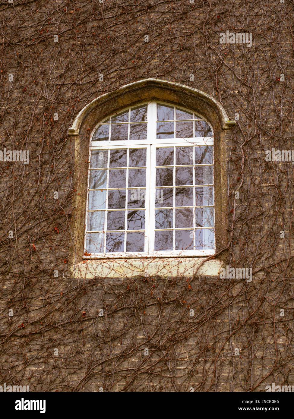 Lower River Court, Building covered with Ivey, St Johns College ...