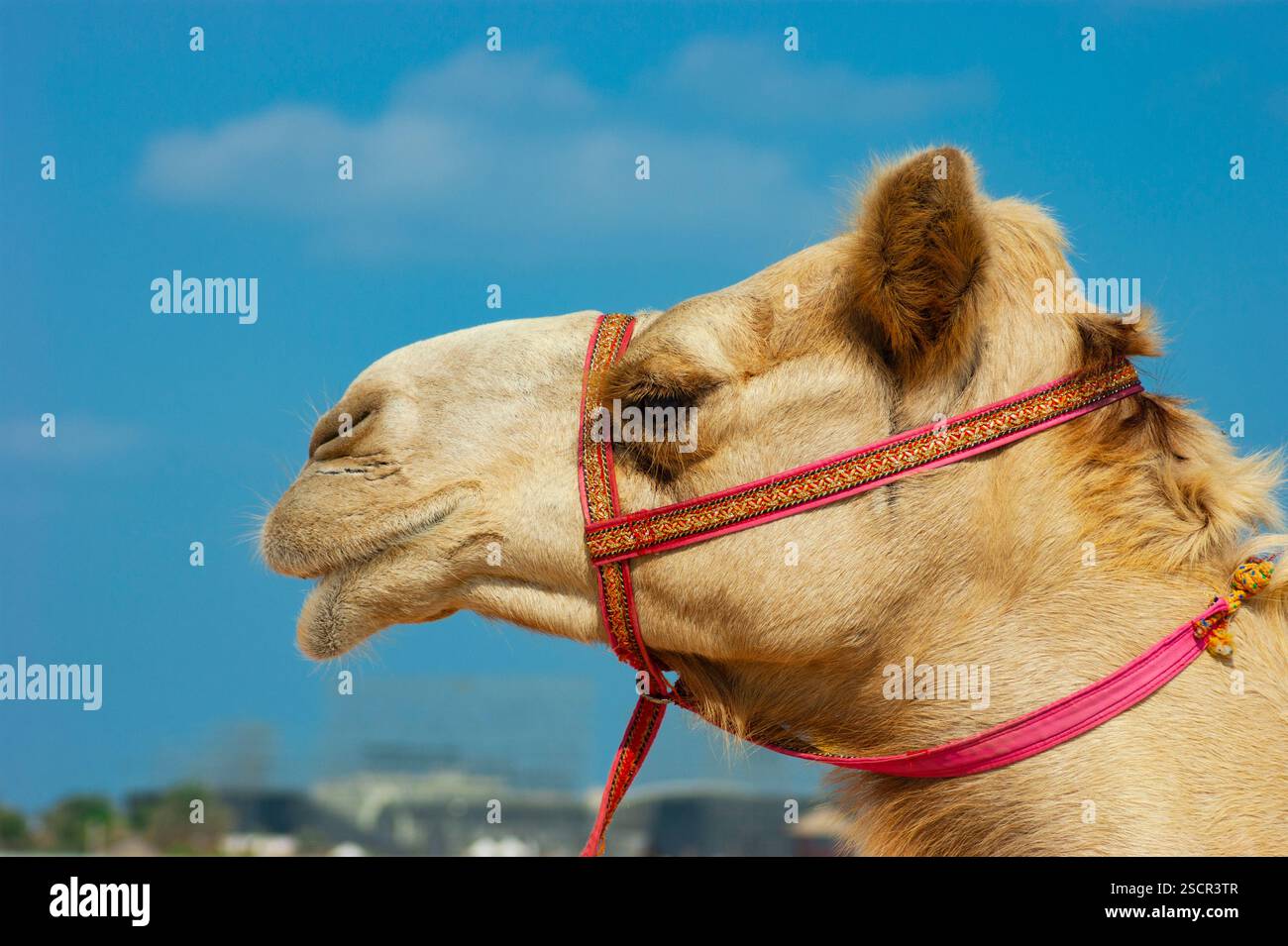 The muzzle of the African camel close-up Stock Photo - Alamy