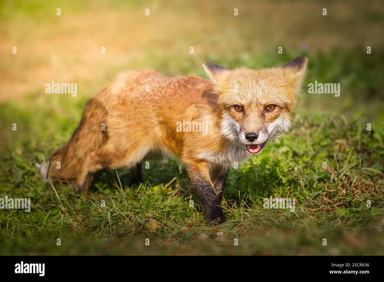 Red Fox Close up Portrait Vulpes vulpes European Red Fox Vulpes vulpes ...