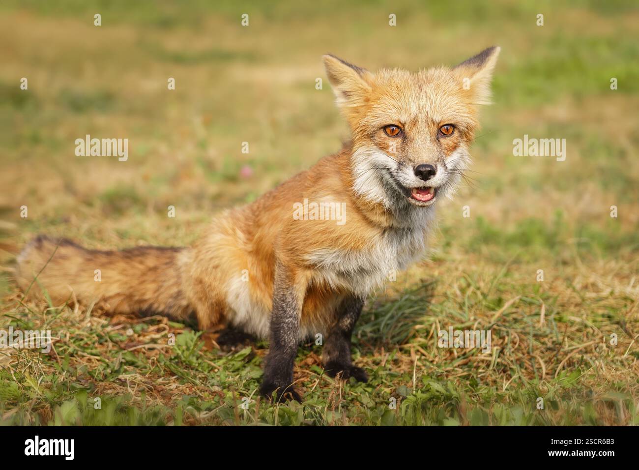 Red Fox Close up Portrait Vulpes vulpes European Red Fox Vulpes vulpes ...