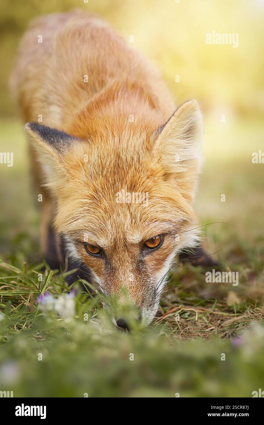Red Fox Close up Portrait Vulpes vulpes European Red Fox Vulpes vulpes ...
