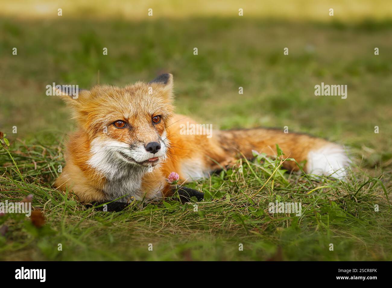 Red Fox Close up Portrait Vulpes vulpes European Red Fox Vulpes vulpes ...