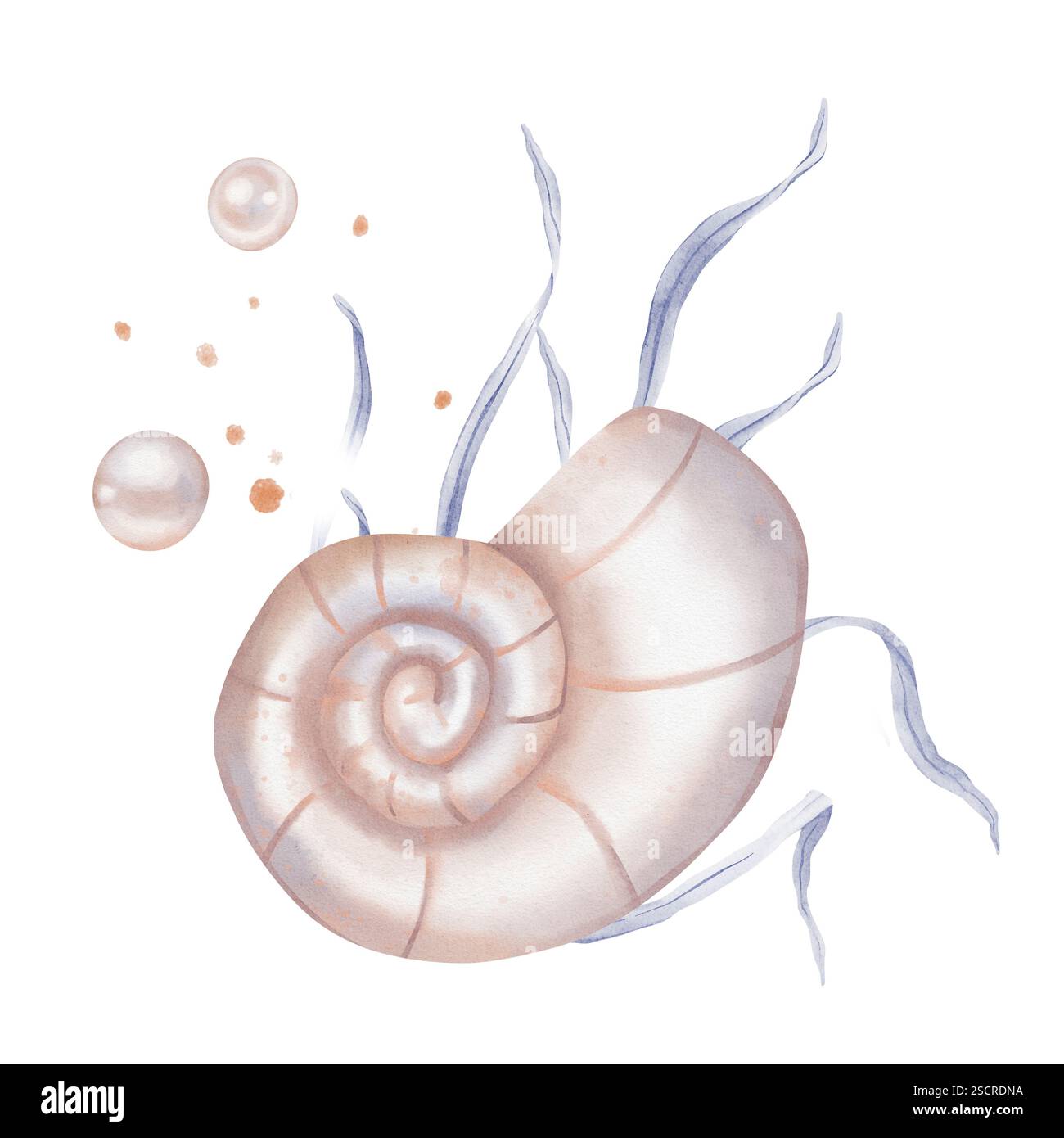 Watercolor composition of Seashell and Seaweed, pearl. Hand drawn ...