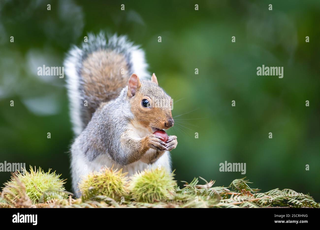 Close up shot sweet squirrel hi-res stock photography and images - Alamy