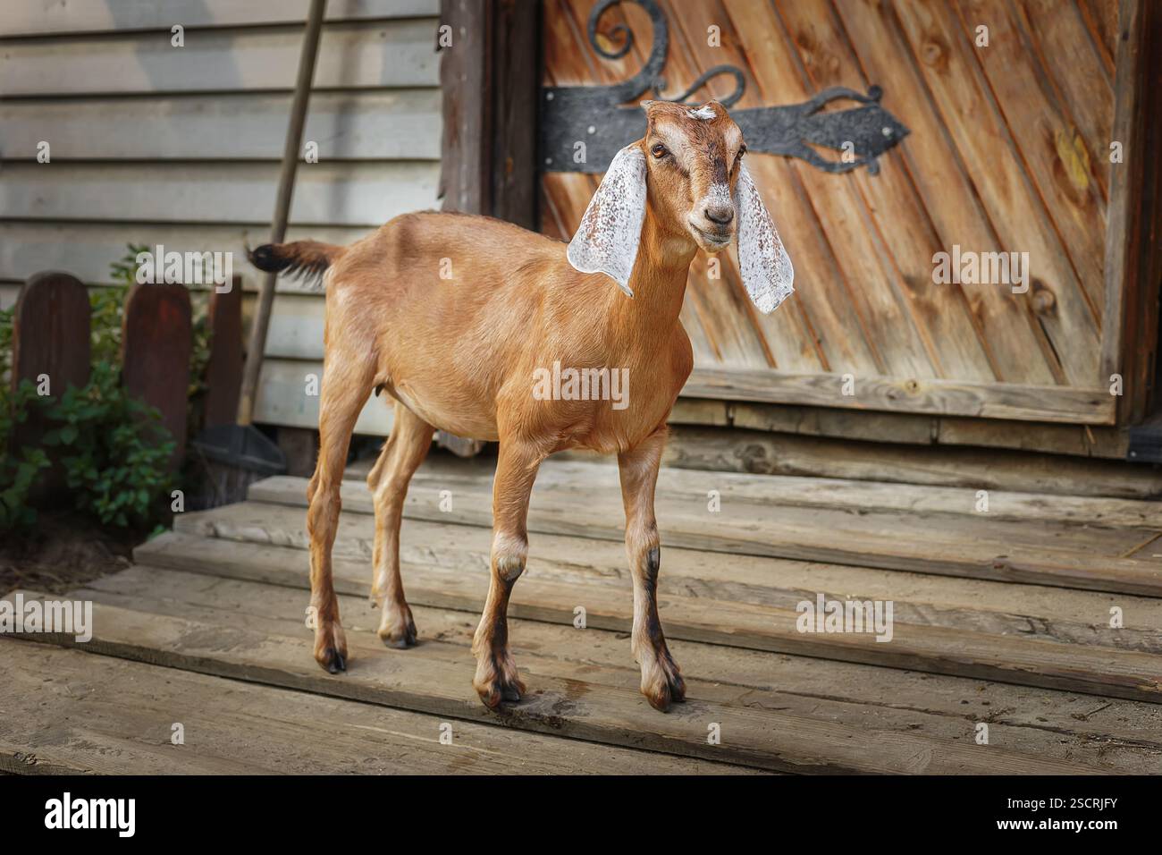 Portrait brown goat long ears hi-res stock photography and images - Alamy