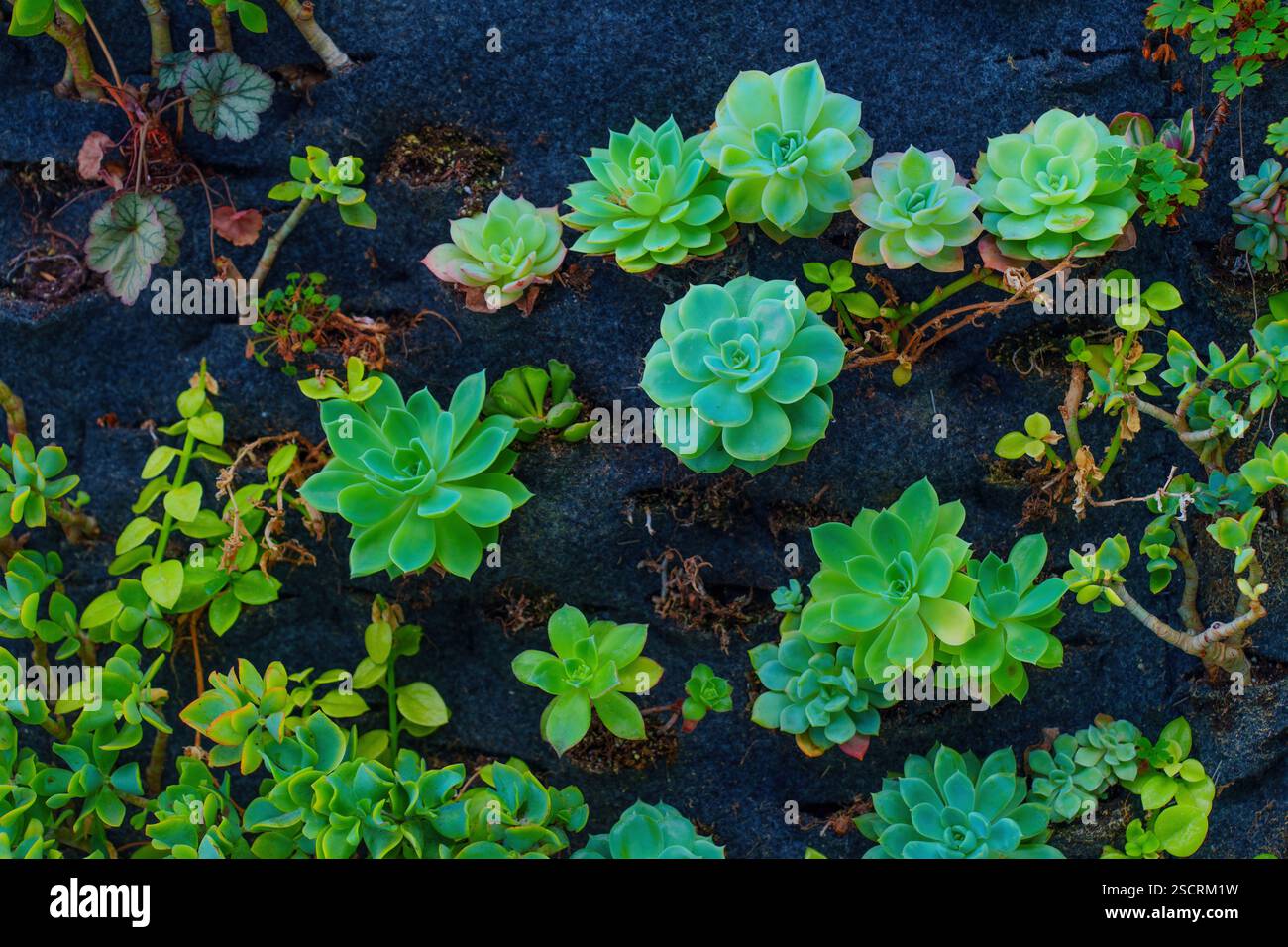 Echeveria secunda and other succulent plants displayed on a dark ...