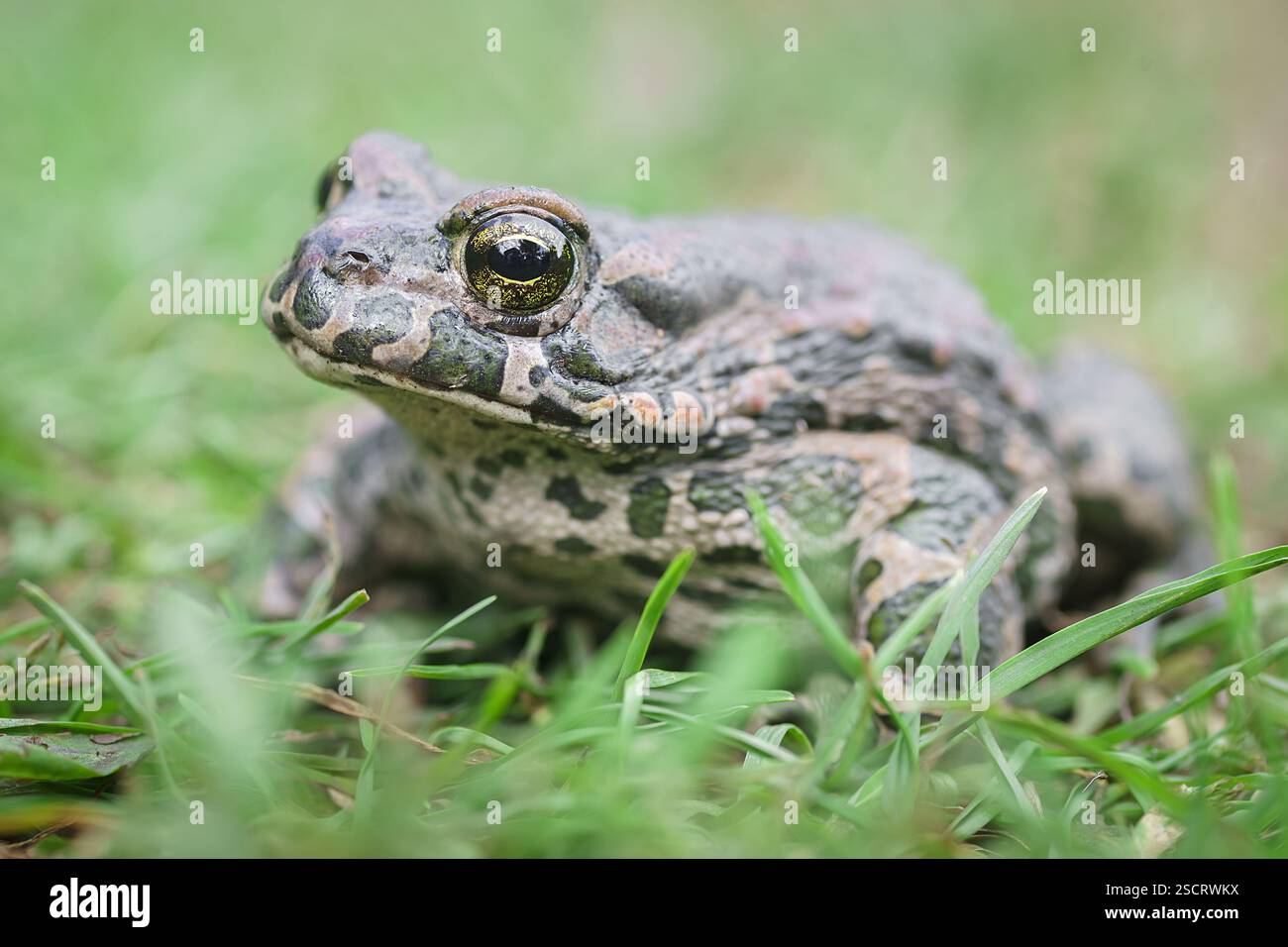 Gray toad (Bufo bufo) sits on a green leaf in forest during mating ...