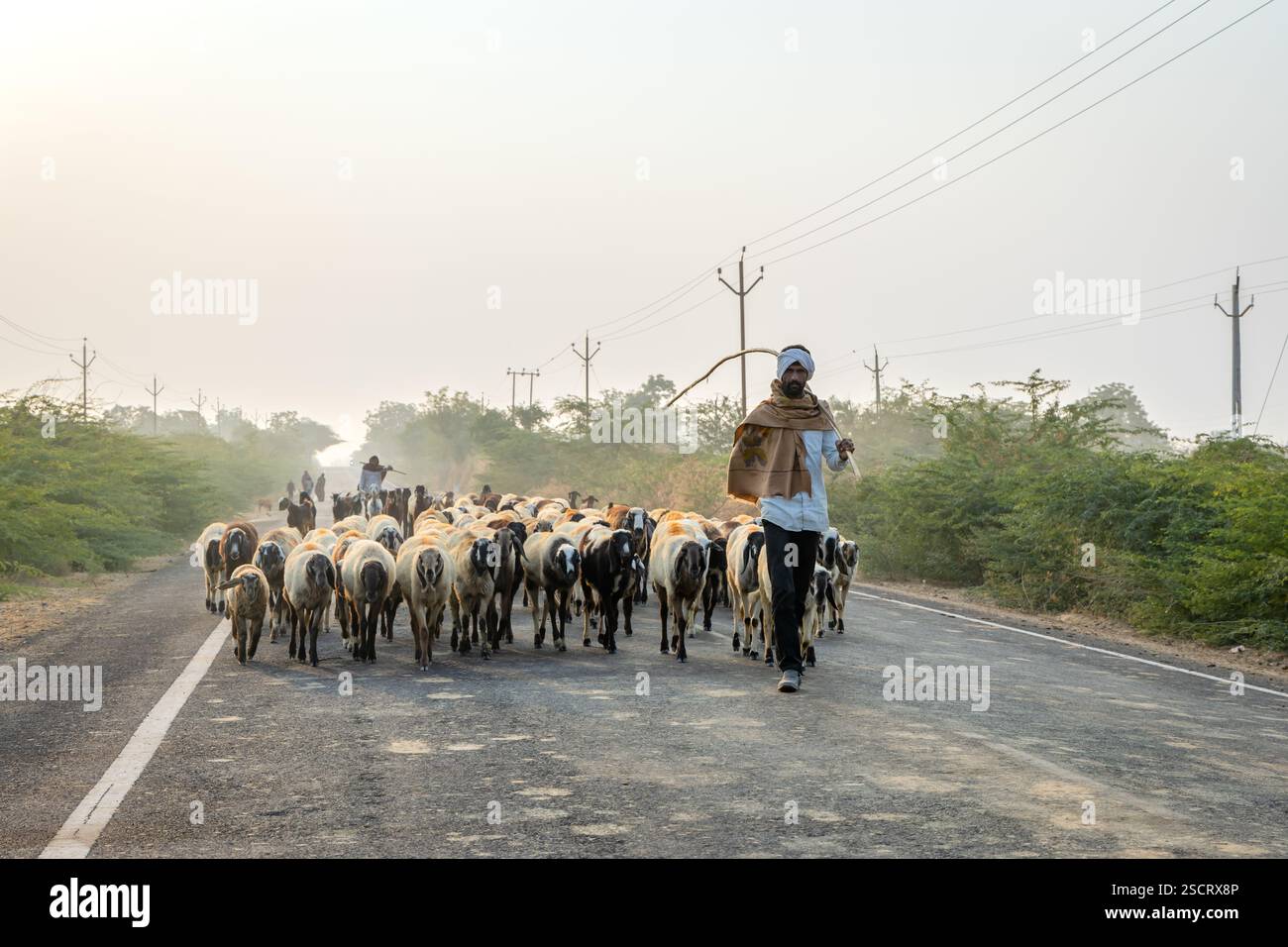 herd of sheep strolling on road by shepherd in early morning image is ...