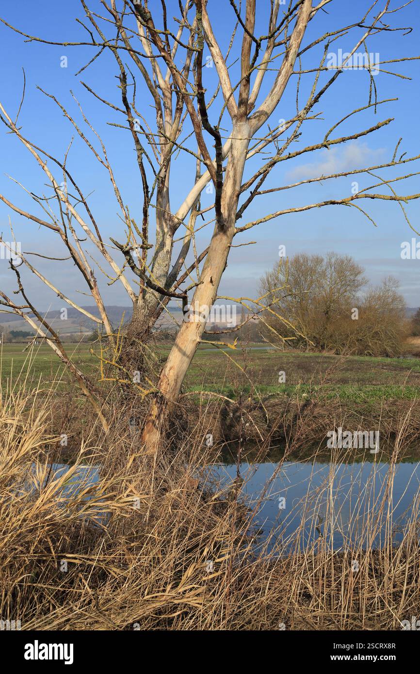 Dead tree alongside the Great Stour River outside Wye, Ashford, Kent ...