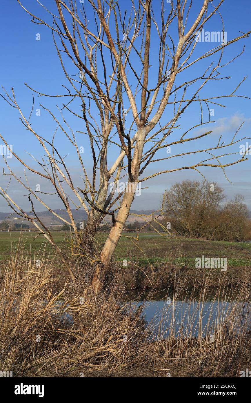 Dead tree alongside the Great Stour River outside Wye, Ashford, Kent ...