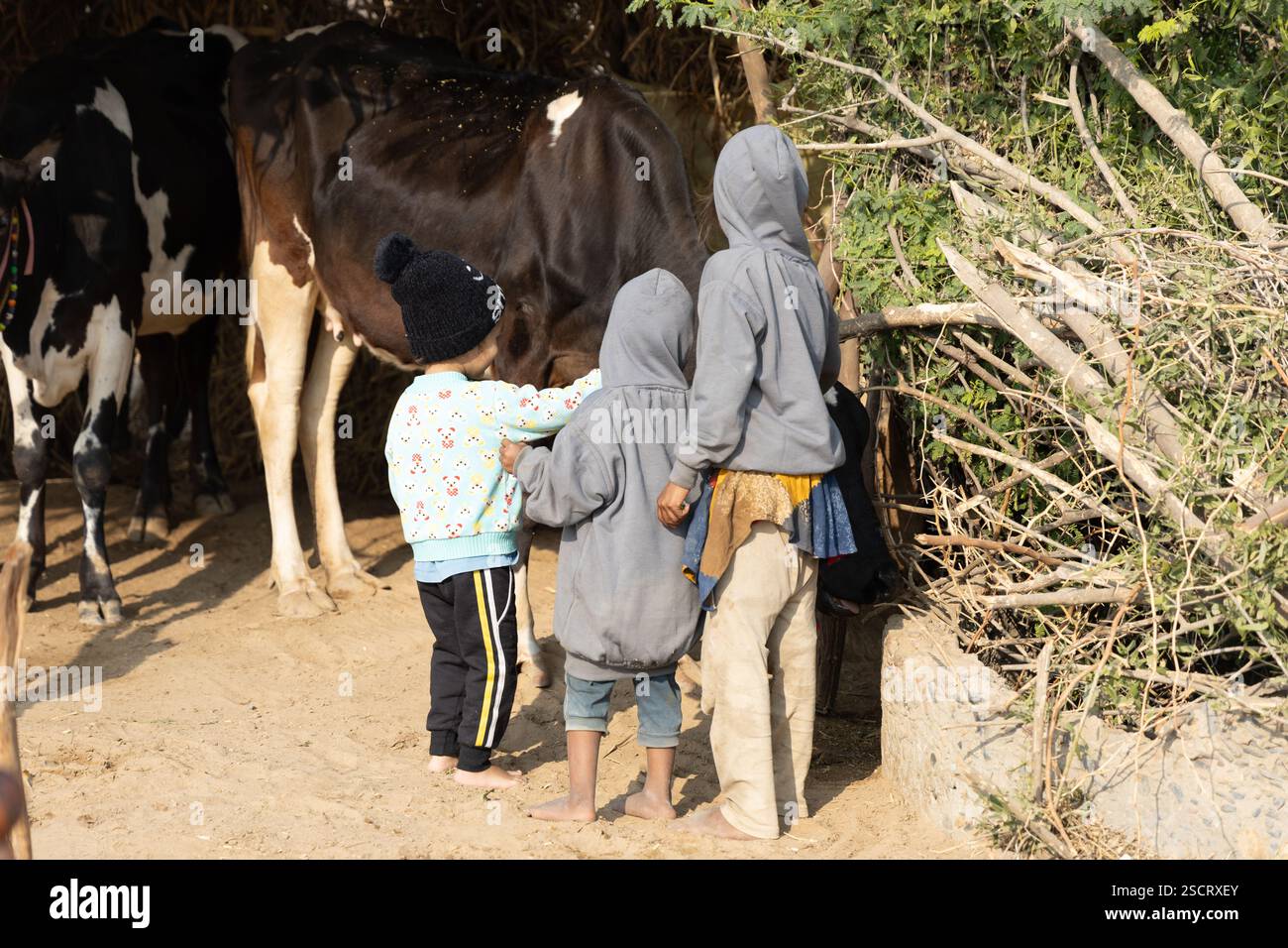 rural indian curious kids playing with cow at farm at day image is ...