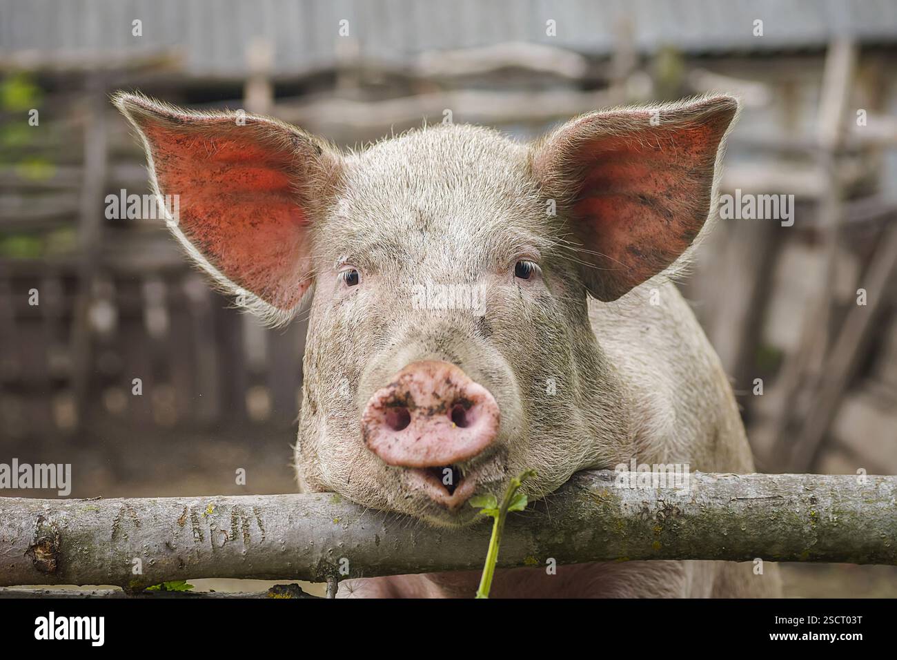 Pink pigs on the farm. Swine at the farm. Meat industry. Pig farming to ...