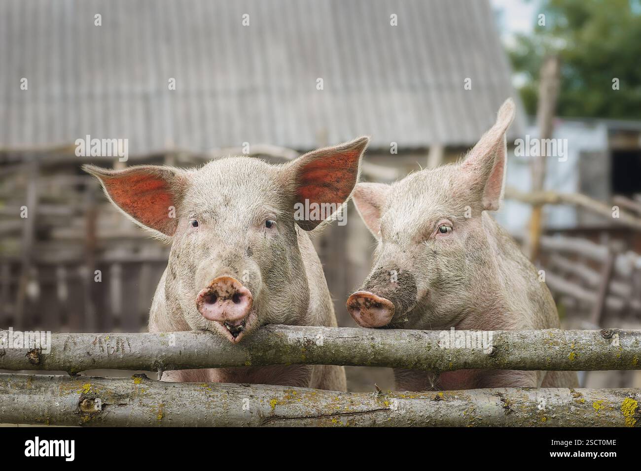 Pink pigs on the farm. Swine at the farm. Meat industry. Pig farming to meet the growing demand ...