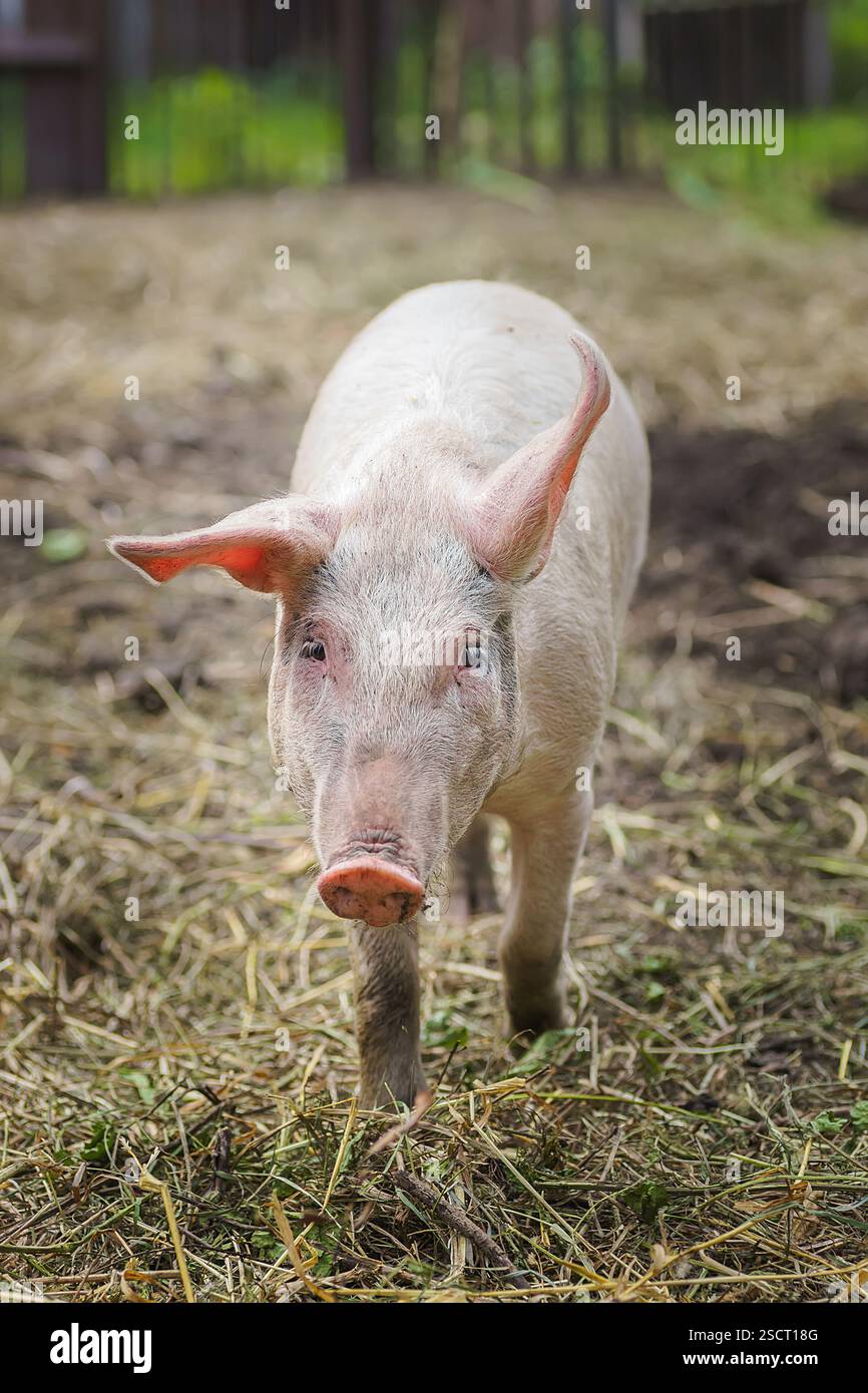 Pink pigs on the farm. Swine at the farm. Meat industry. Pig farming to meet the growing demand ...