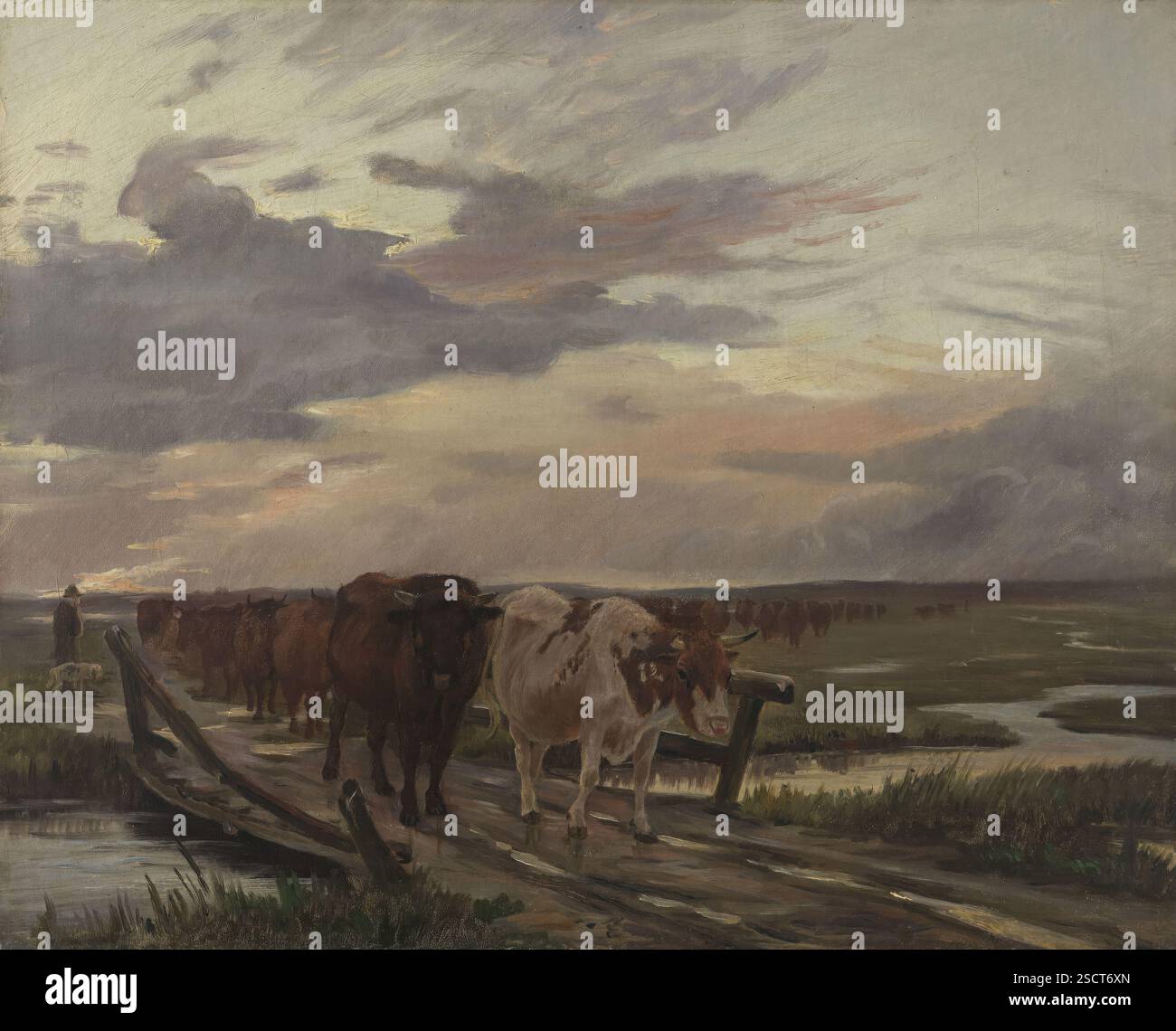 Drover cow hi-res stock photography and images - Alamy