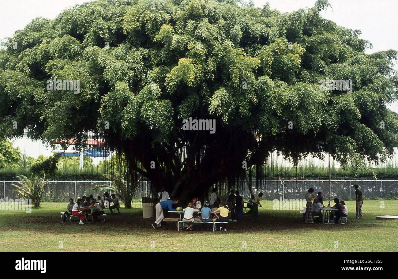 A large tree provides shade for visitors to the Seeaquarium Park ...