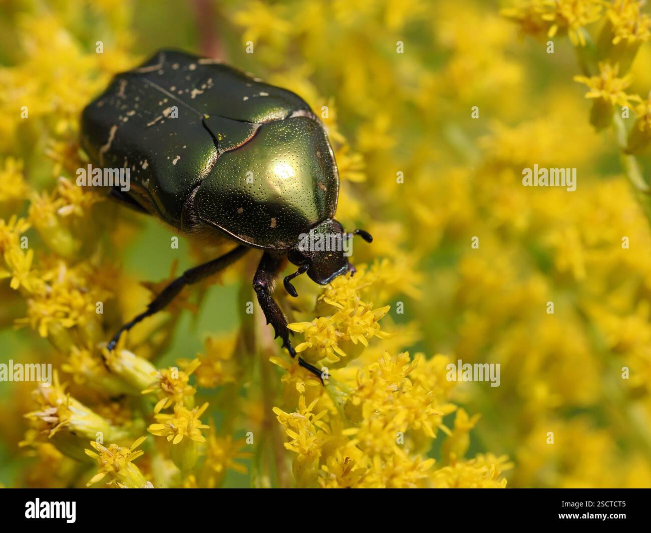 Copper Chafer (Protaetia cuprea ssp. metallica Stock Photo - Alamy