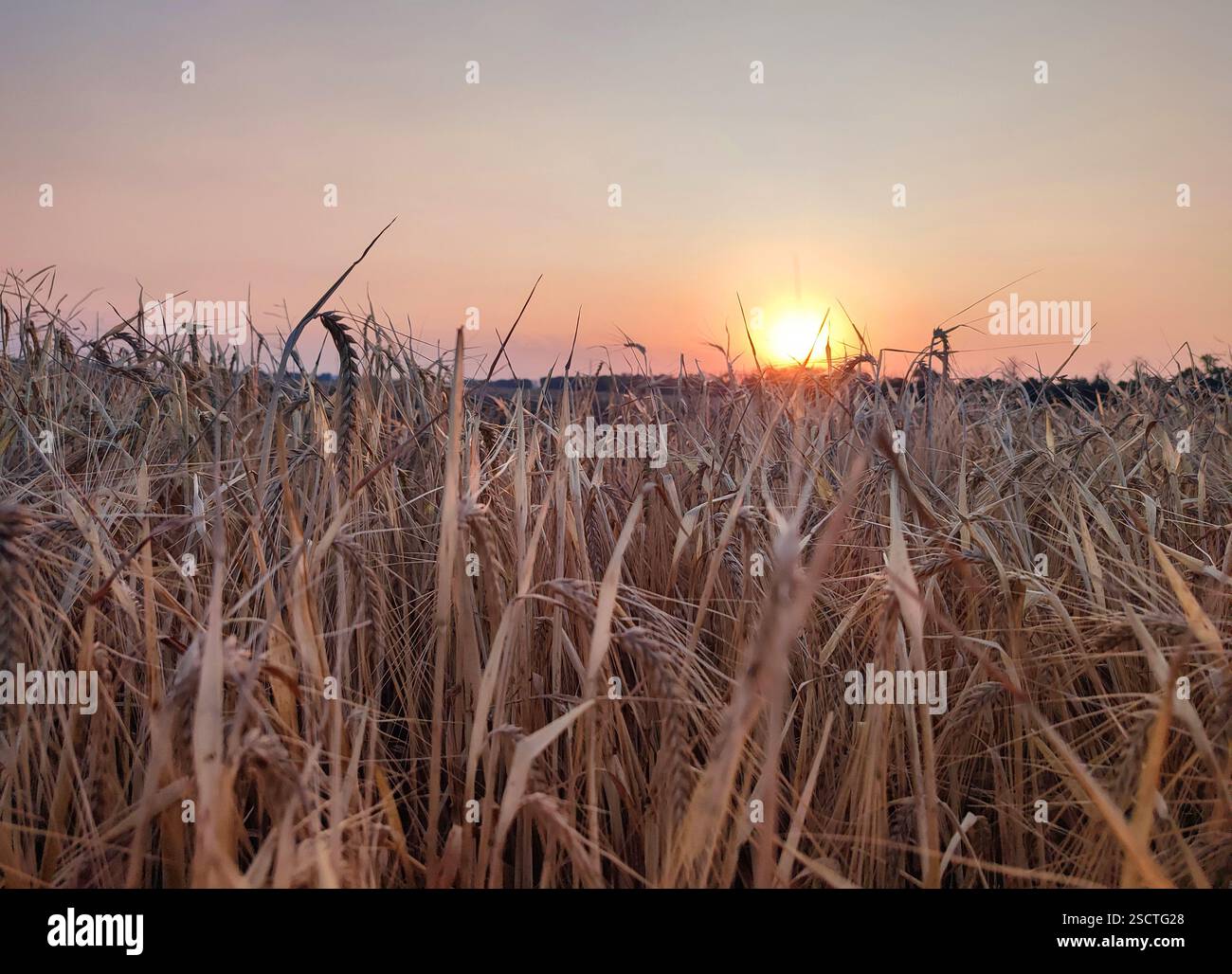 Wheat field at sunset and dawn. Dry spikes of wheat close up. Many dry ...