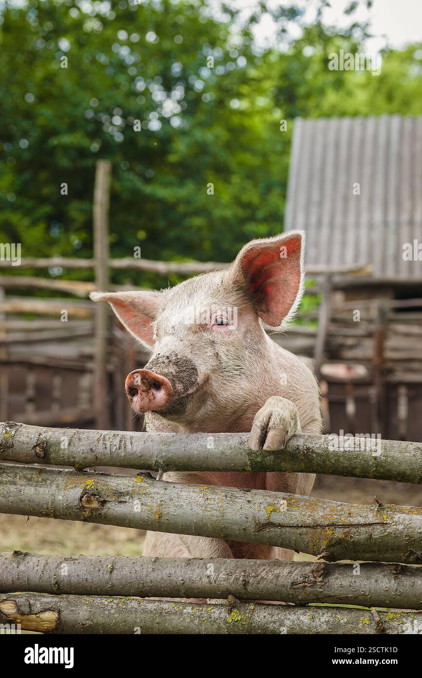 Pink pigs on the farm. Swine at the farm. Meat industry. Pig farming to meet the growing demand ...